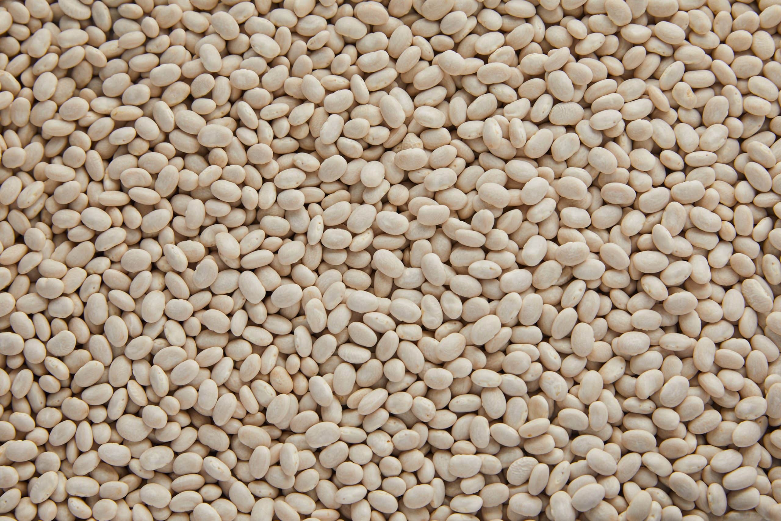 Establishing Dry Bean Acres in Non-Traditional Areas - Michigan Beans